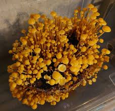 Golden Enoki Grow Kit - Only $19.95! - Mushroom Cultivation