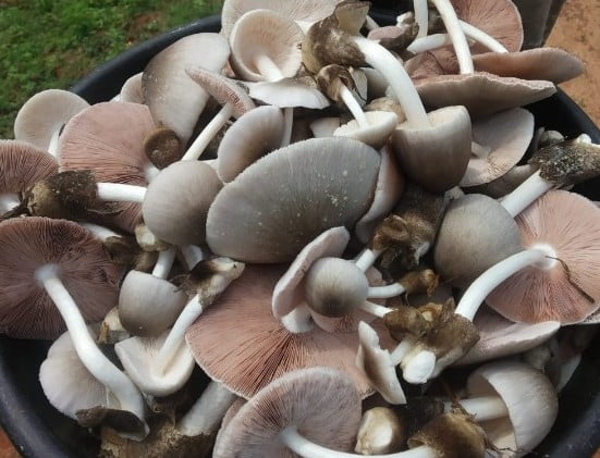 Paddy Straw Mushroom (Volvariella volvacea) – Mushroom Farm Supplies