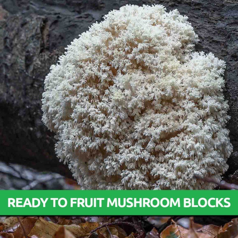 Australian Lions Mane Ready To Fruit - Aussie Mushroom Supplies