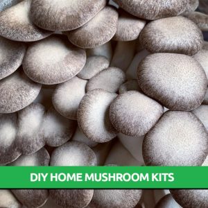 Mushroom Grow Kit - Mushroom Farm Supplies - From $9.95!