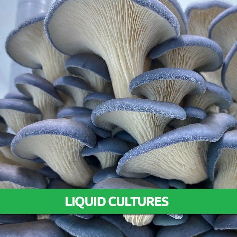 Blue Oyster Liquid Culture - Only $8.95! - Mushroom Farm Near Me