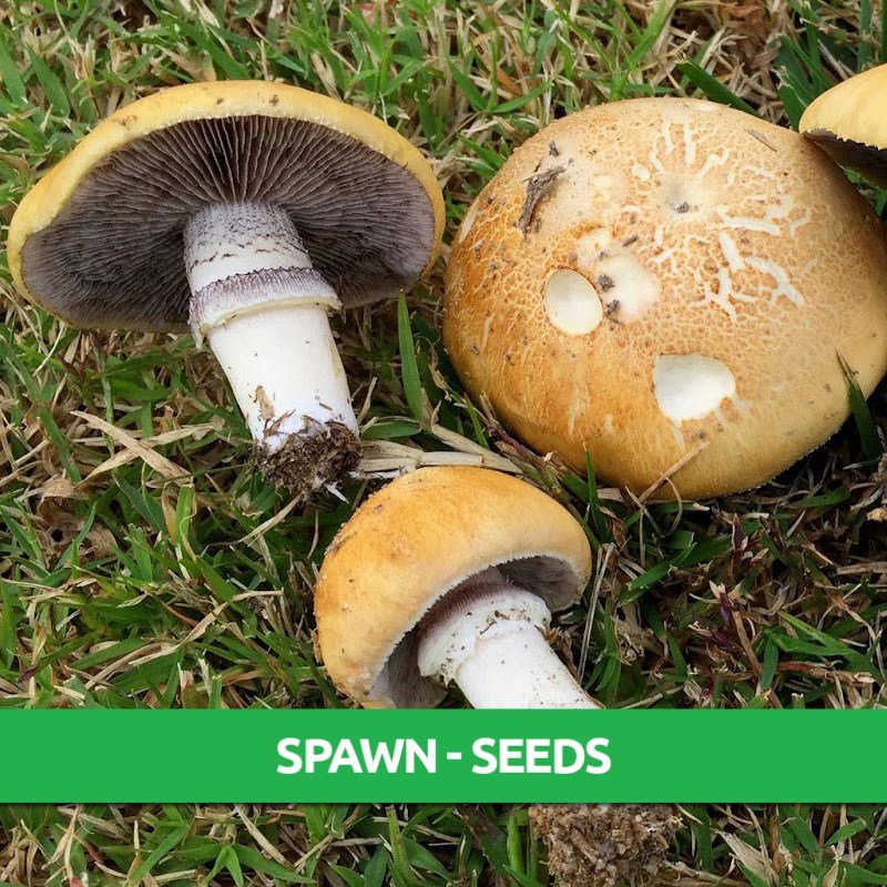 Golden Wine Cap Spawn Only 1995 Mushroom Cultivation