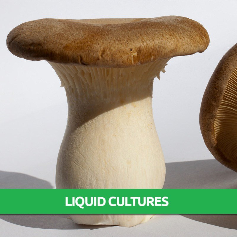 King Oyster Liquid Culture - Only $8.95! - Mushroom Cultivation