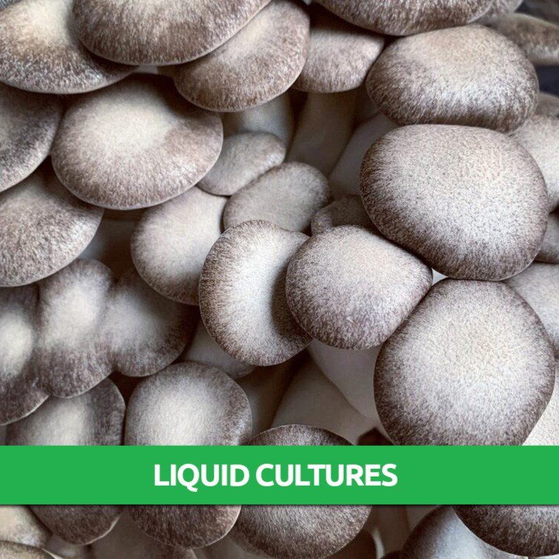 King of Pearl Oyster Liquid Culture - Only $8.95! - Mushroom Farming