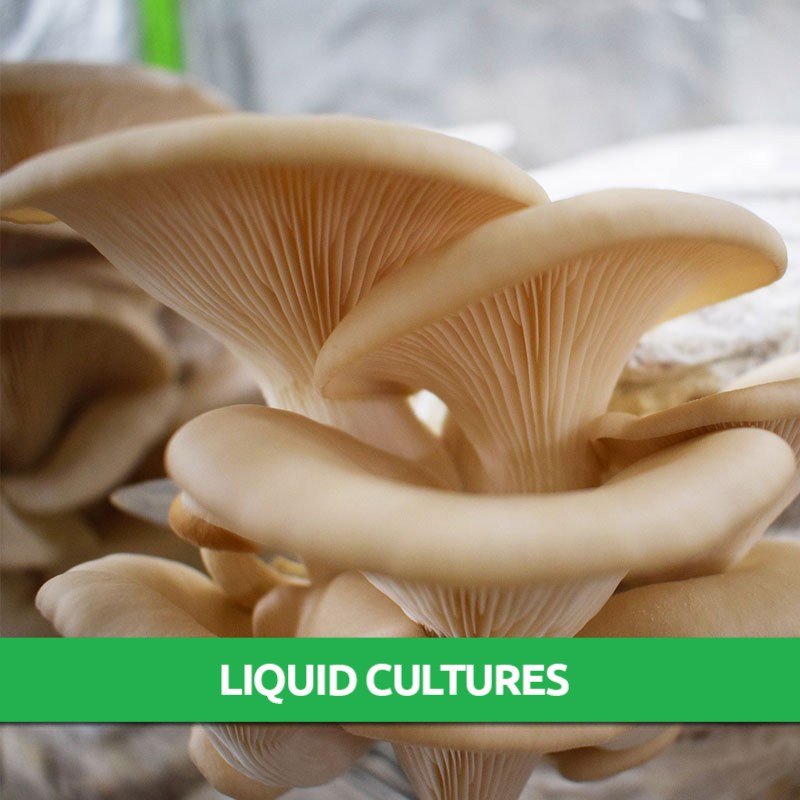 Pearl Giant Oyster Liquid Culture - Only $8.95! - Mushroom Grow Kits
