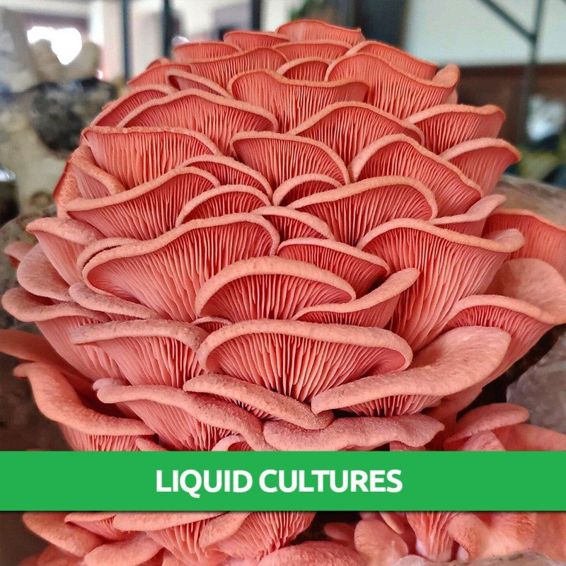 Pink Oyster Liquid Culture - Only $8.95! - Mushroom Farm Supplies